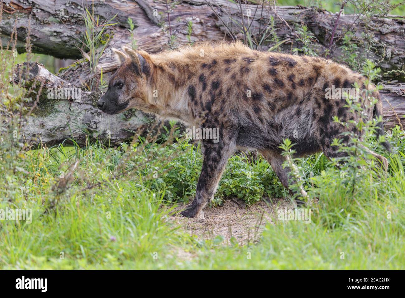 An adult Spotted Hyena (Crocuta crocuta) or Laughing Hyena runs next to ...