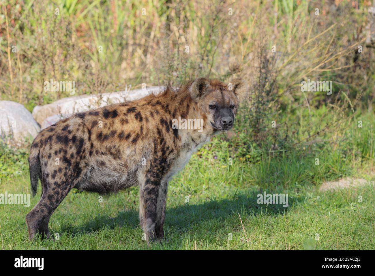 An adult spotted hyena (Crocuta crocuta) or laughing hyena stands on a ...