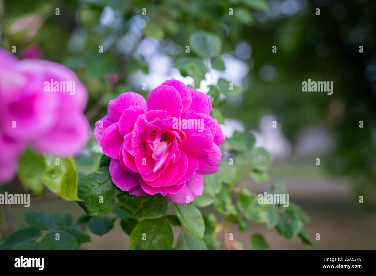 Rosa gallica hi-res stock photography and images - Alamy