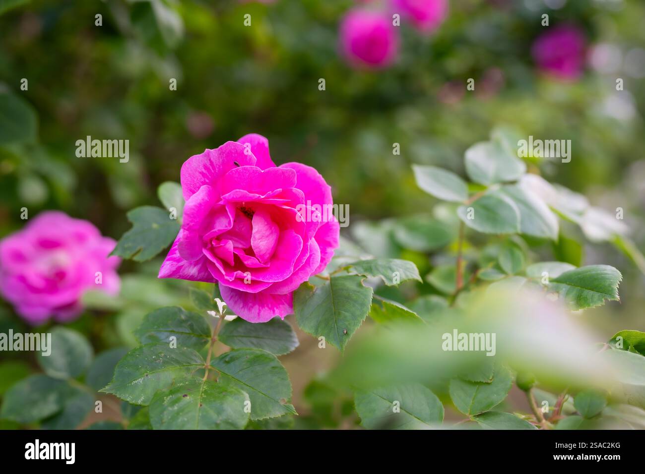 Rosa gallica hi-res stock photography and images - Alamy