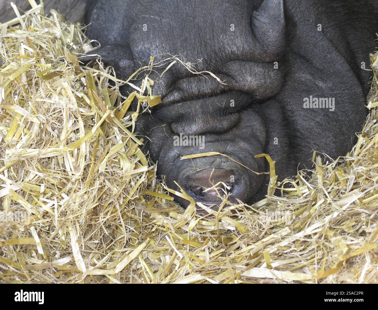 Pig face with bristles and wrinkles Stock Photo - Alamy