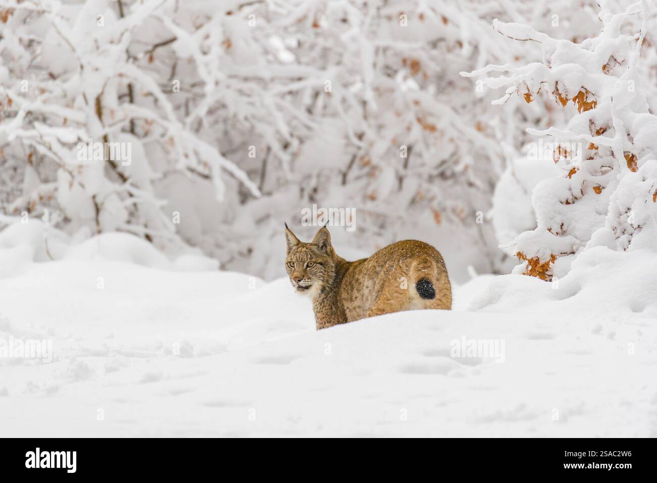 One young male Eurasian lynx, (Lynx lynx), walking through deep snow ...