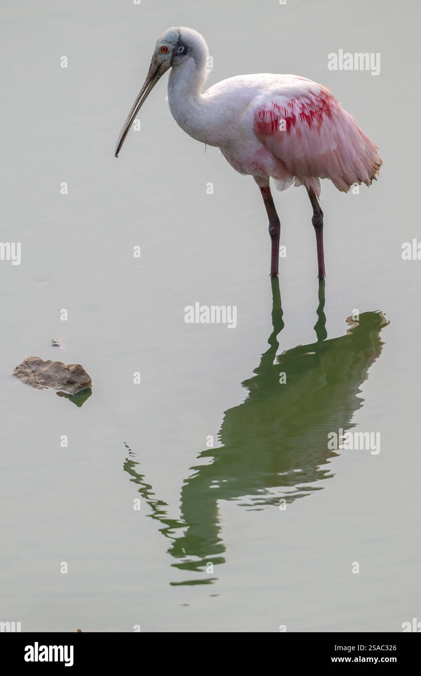 Roseate spoonbill (Ajaia ajaja), reflection, backlight, Pantanal ...