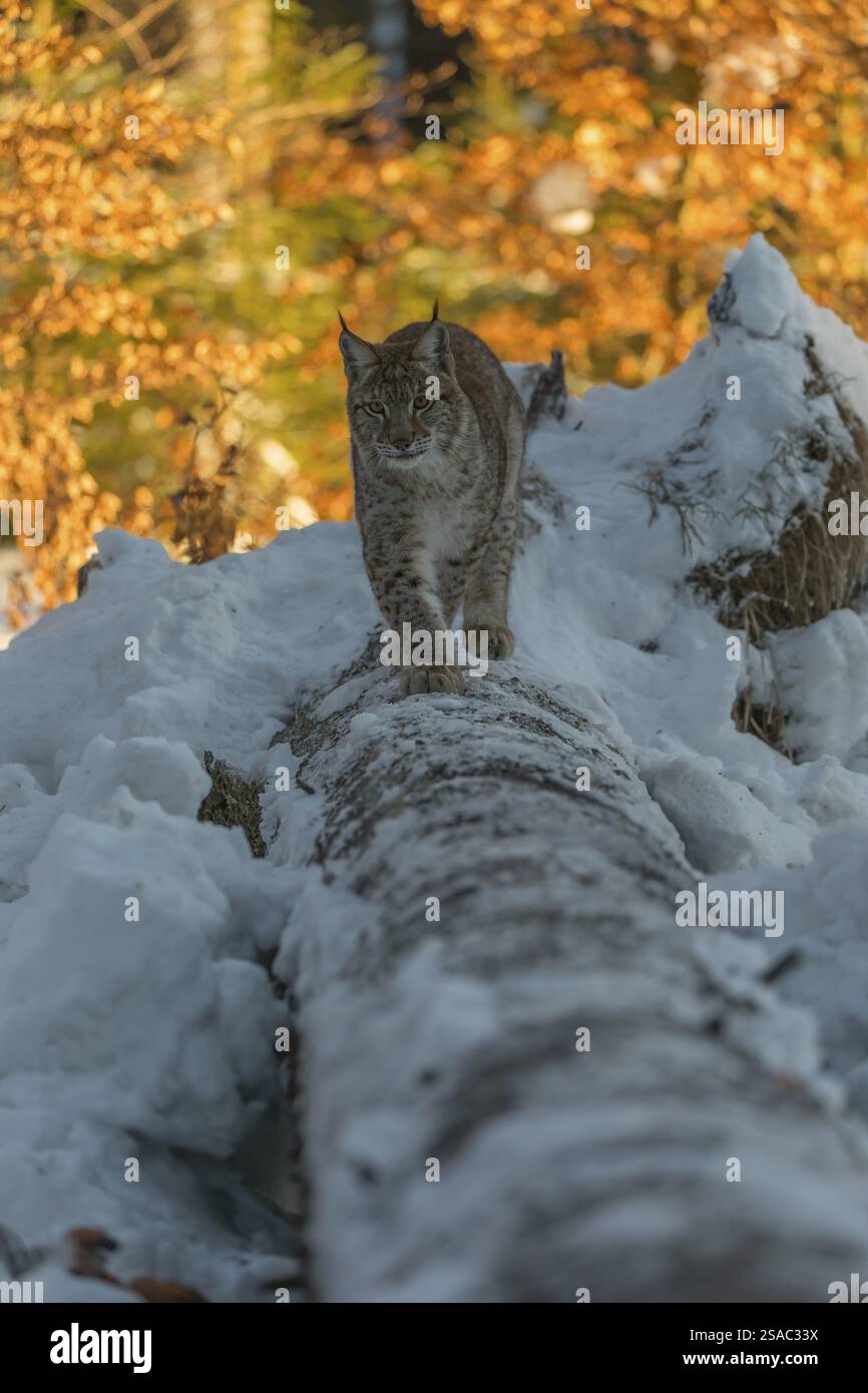 One young male Eurasian lynx, (Lynx lynx), balancing over a snow ...