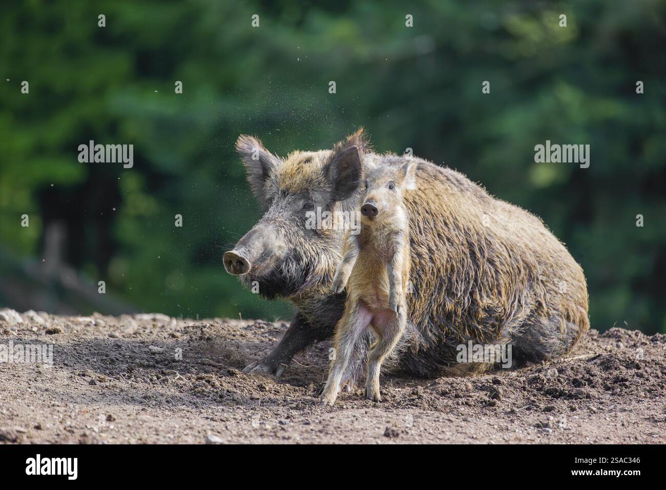 An adult wild boar or wild pig (Sus scrofa), throws a piglet up with ...