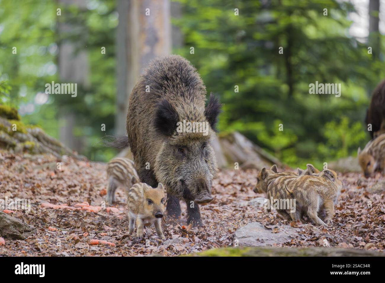 Wild boar (Sus scrofa), adults and piglets, forage for food on the ...