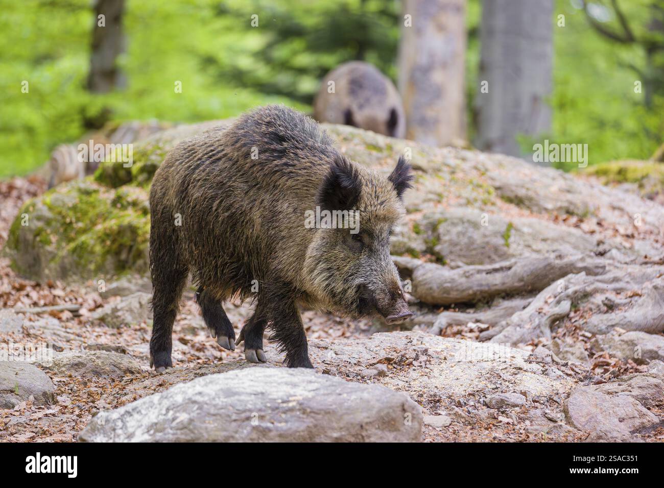 Wild boar (Sus scrofa) forages for food on the forest floor Stock Photo ...