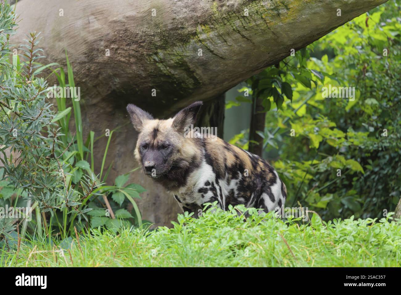 African wild dog, Lycaon pictus, running through the green vegetation ...