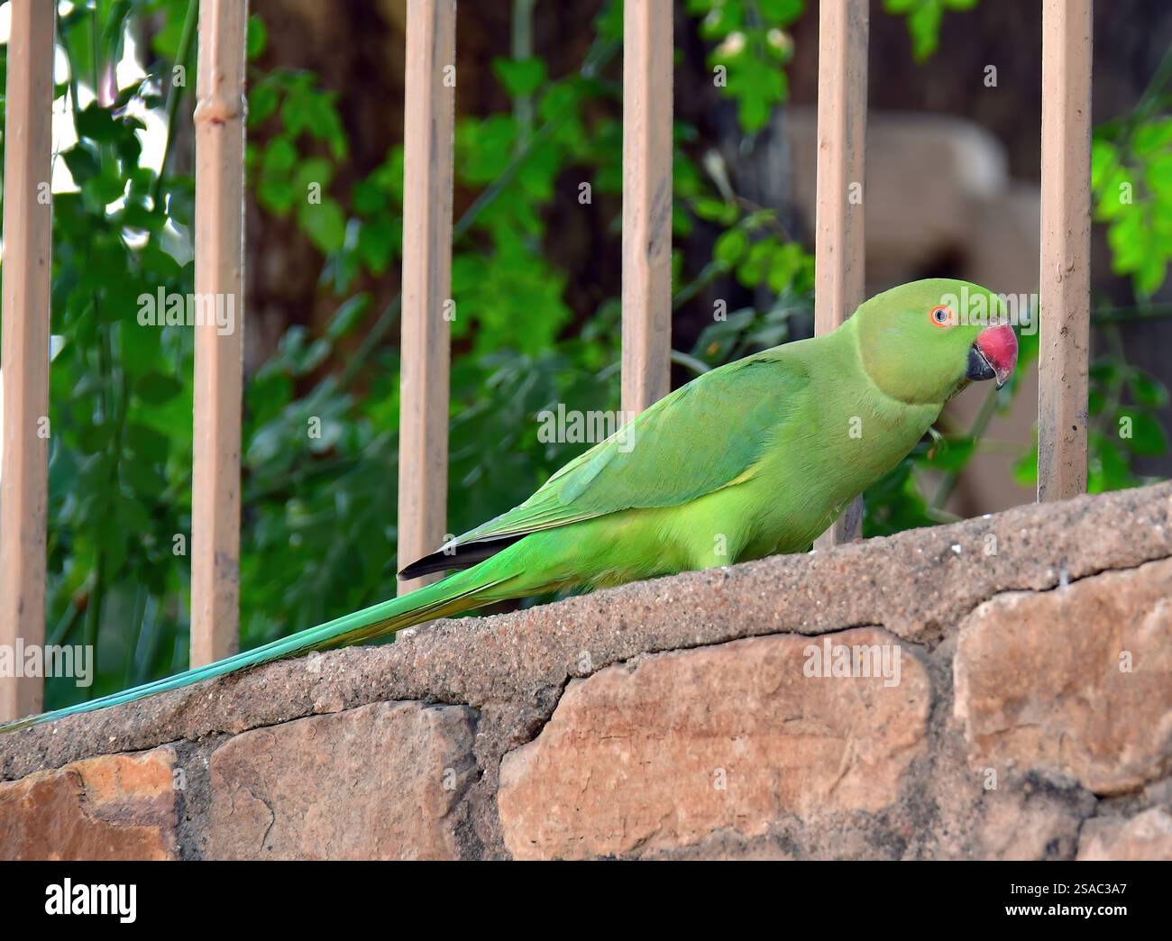 Sandorpapagaj hi-res stock photography and images - Alamy