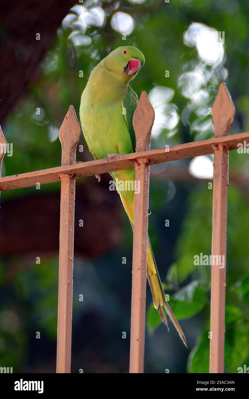 Rose-ringed parakeet, Halsbandsittich, Perruche à collier, Psittacula ...