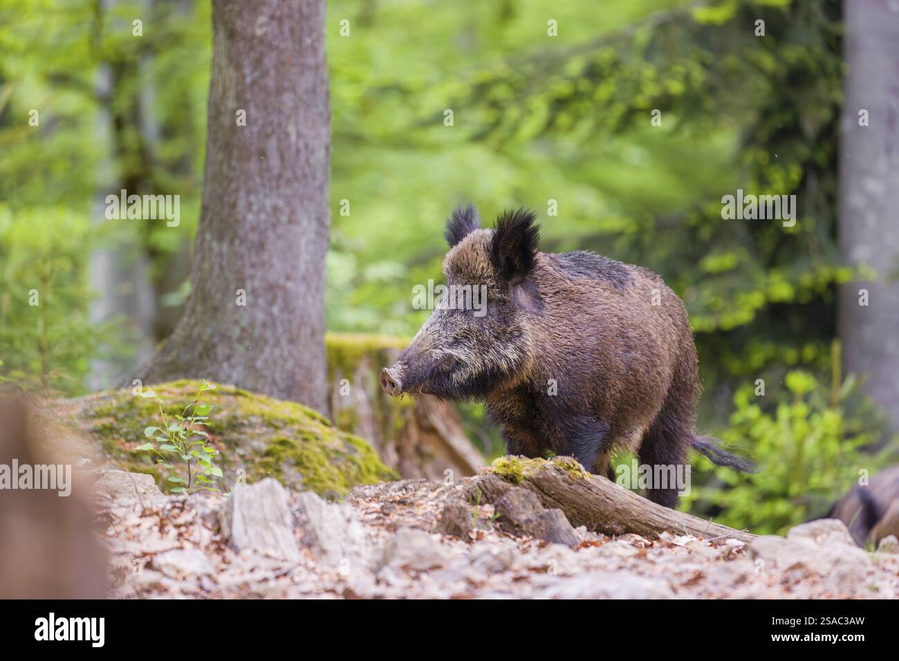 Wild boar (Sus scrofa) forages for food on the forest floor Stock Photo ...