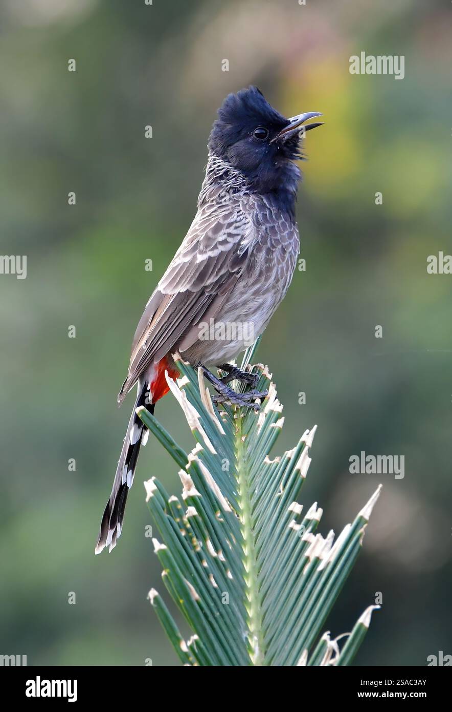 Red-vented bulbul, Rotsteißbülbül, Bulbul à ventre rouge, Pycnonotus ...