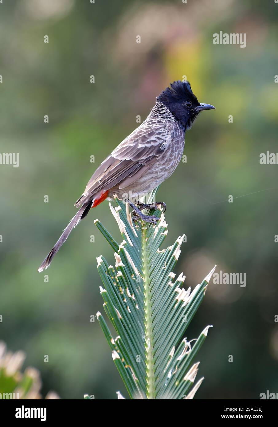 Red-vented bulbul, Rotsteißbülbül, Bulbul à ventre rouge, Pycnonotus ...