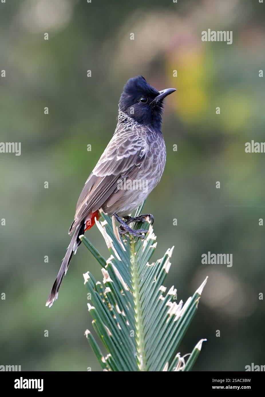 Red-vented bulbul, Rotsteißbülbül, Bulbul à ventre rouge, Pycnonotus ...