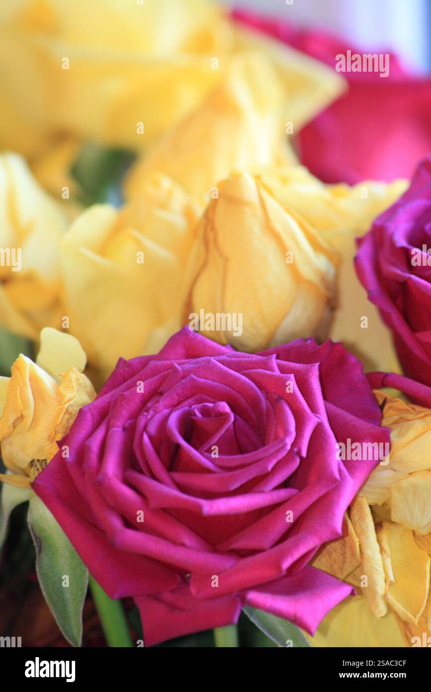 Red and Yellow Roses (Rosa) in Chard Somerset England UK Stock Photo ...