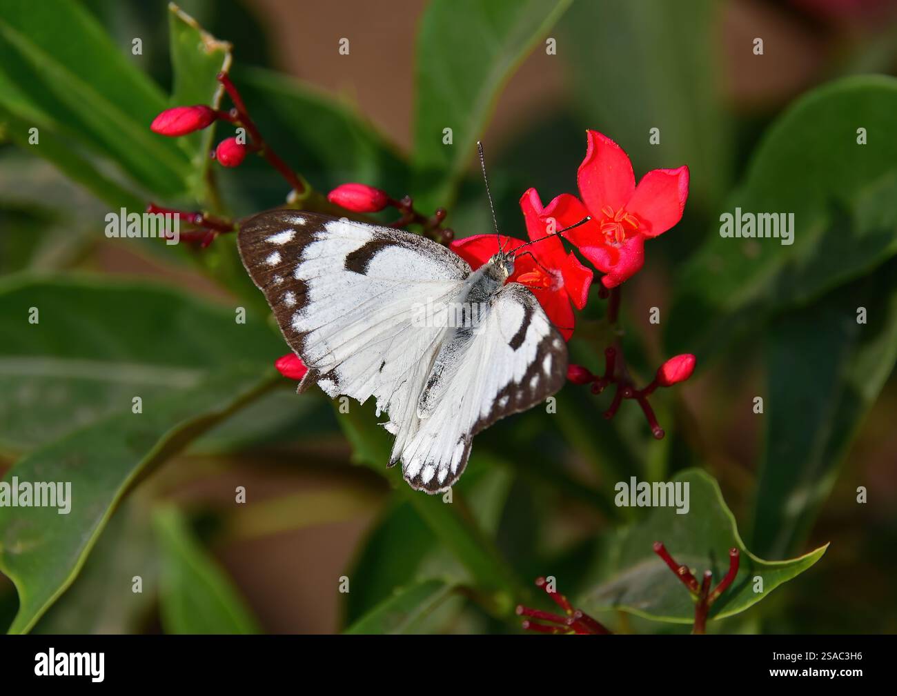 pioneer white, caper white, Belenois aurota, India, Asia Stock Photo ...