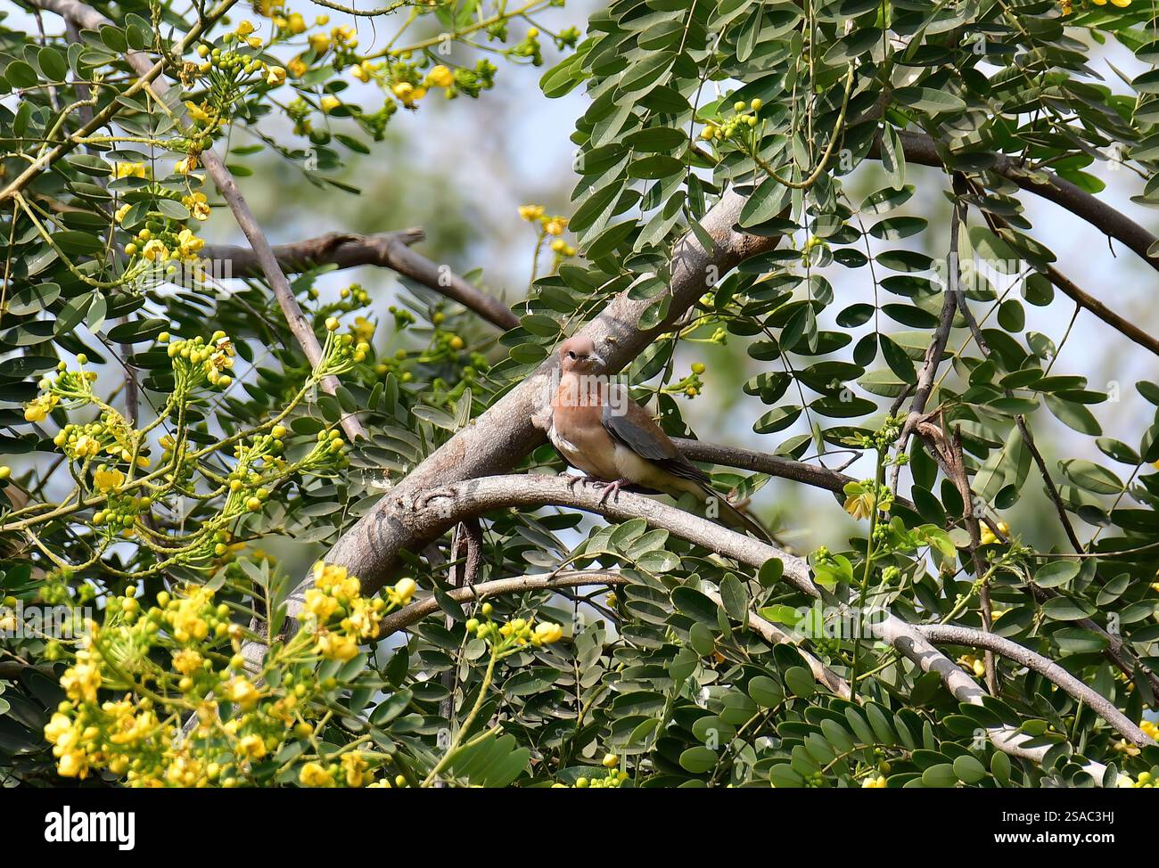 laughing dove, palm dove, Senegal dove, Palmtaube, Tourterelle maillée ...