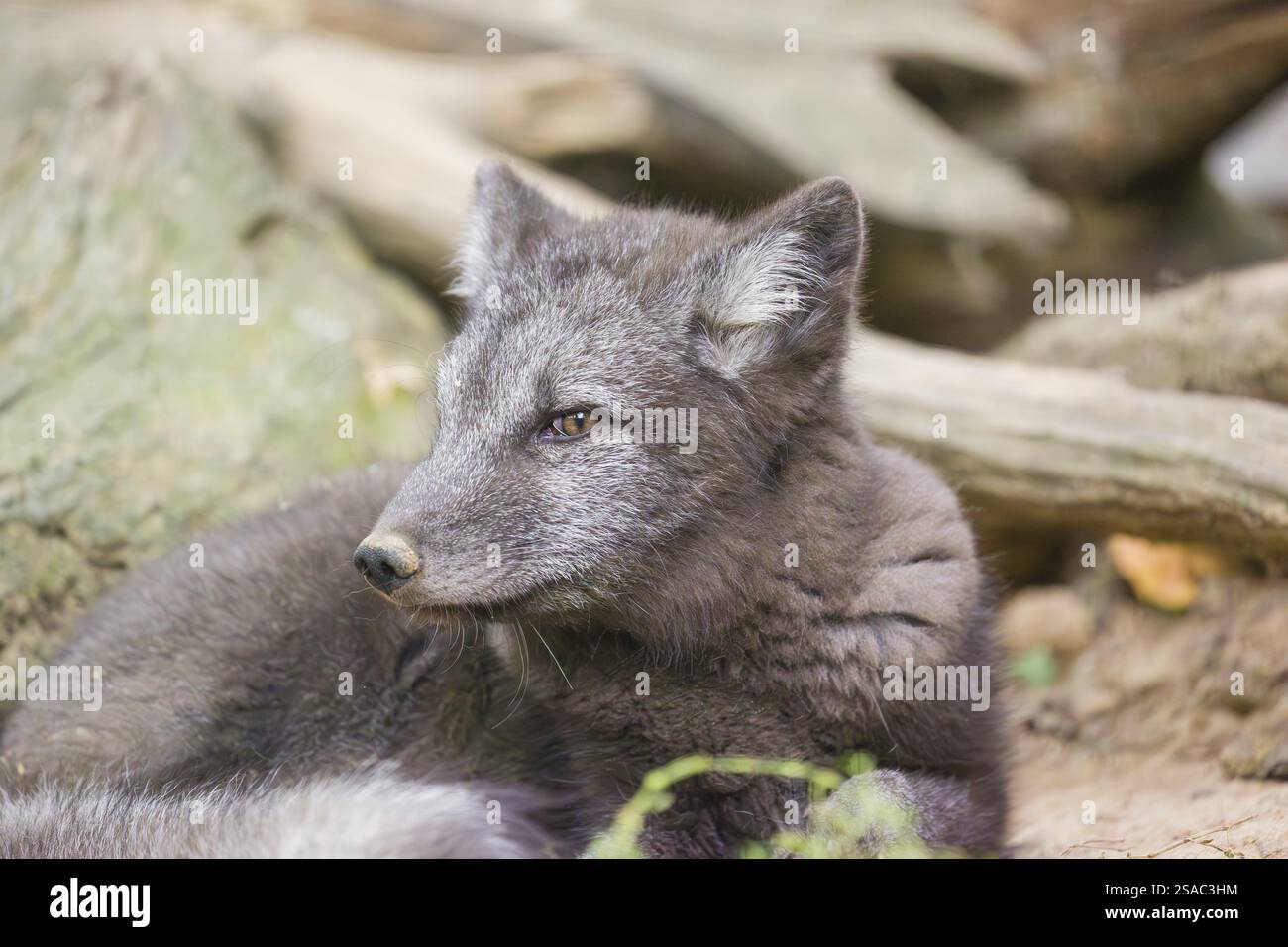 A young arctic fox (Vulpes lagopus), (white fox, polar fox, or snow fox ...