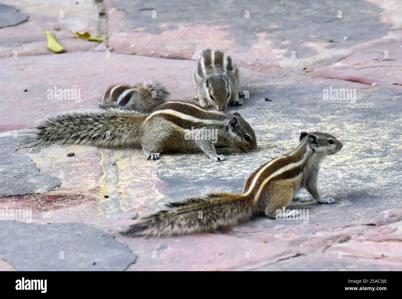 northern palm squirrel, five-striped palm squirrel, Nördliches ...