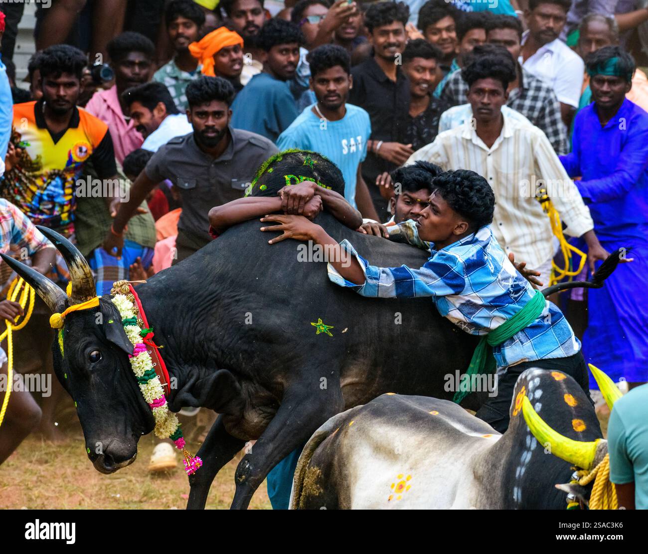 Jallikattu rules hi-res stock photography and images - Alamy