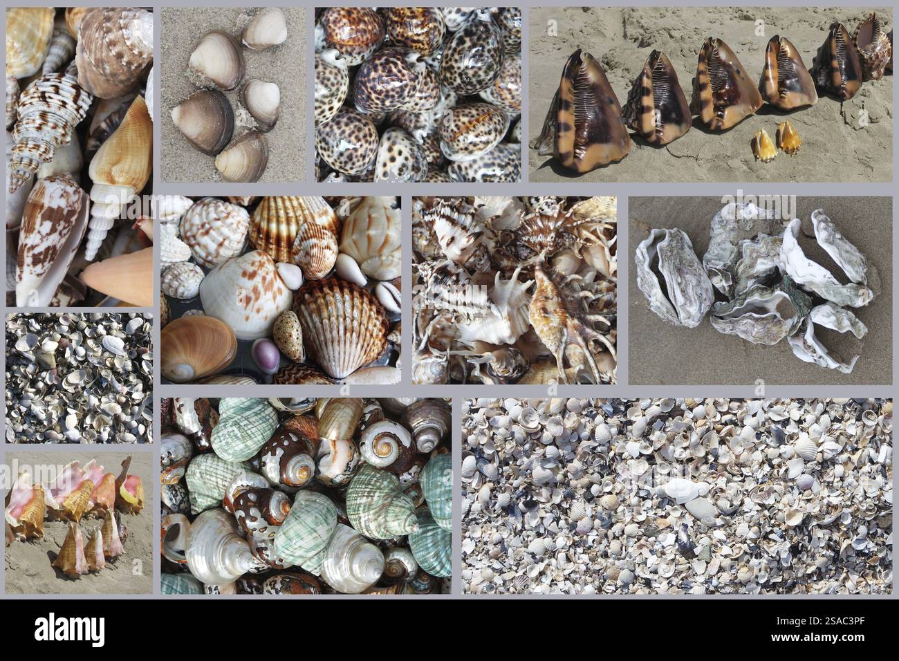 Shell pictures hi-res stock photography and images - Alamy