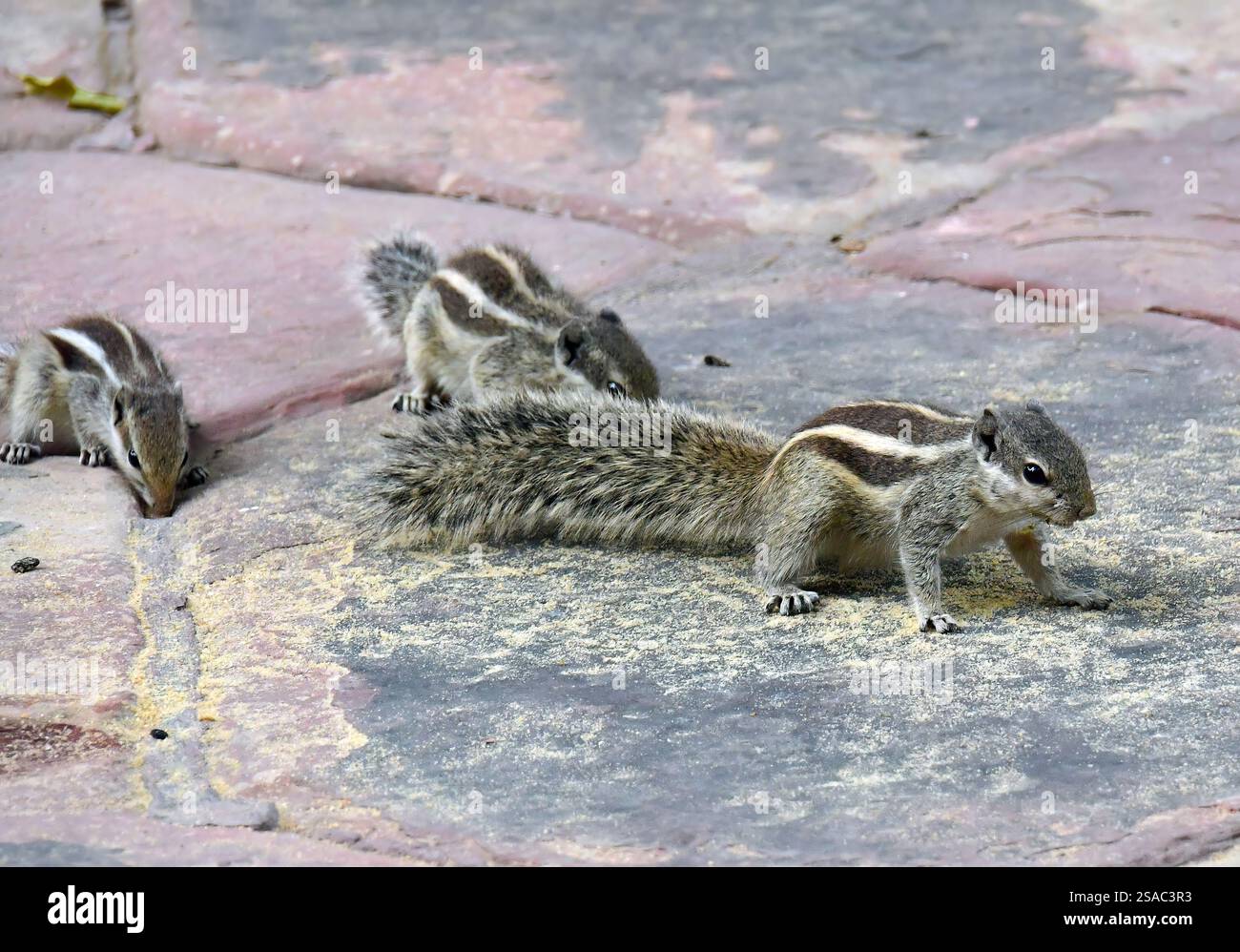 northern palm squirrel, five-striped palm squirrel, Nördliches ...
