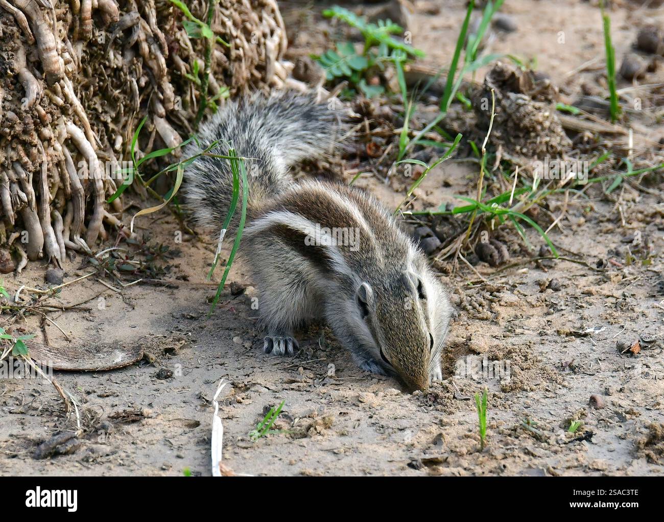 northern palm squirrel, five-striped palm squirrel, Nördliches ...