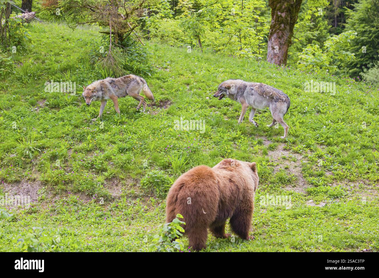 Two eurasian grey wolves (Canis lupus lupus) meet an european brown ...