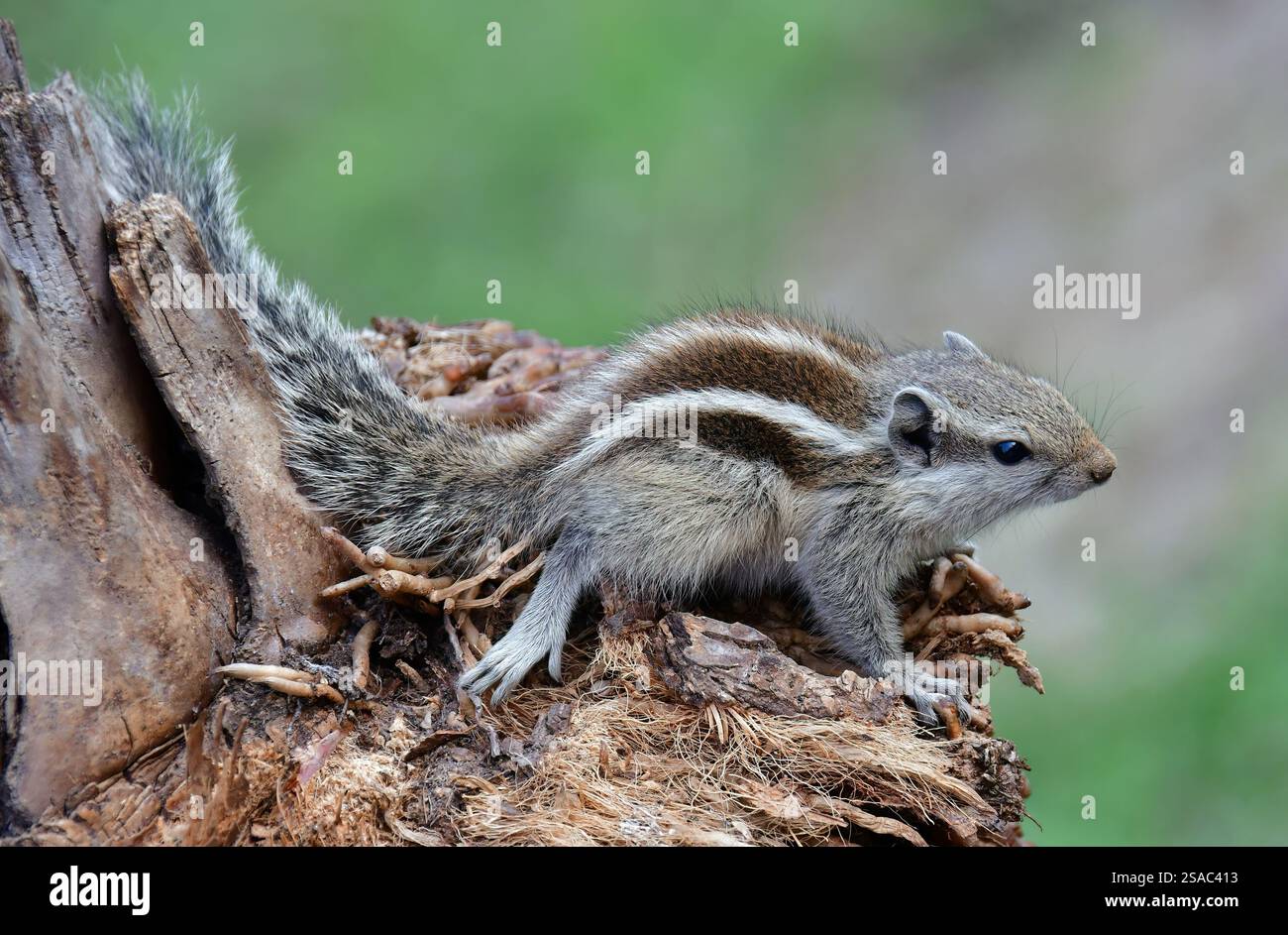 northern palm squirrel, five-striped palm squirrel, Nördliches ...