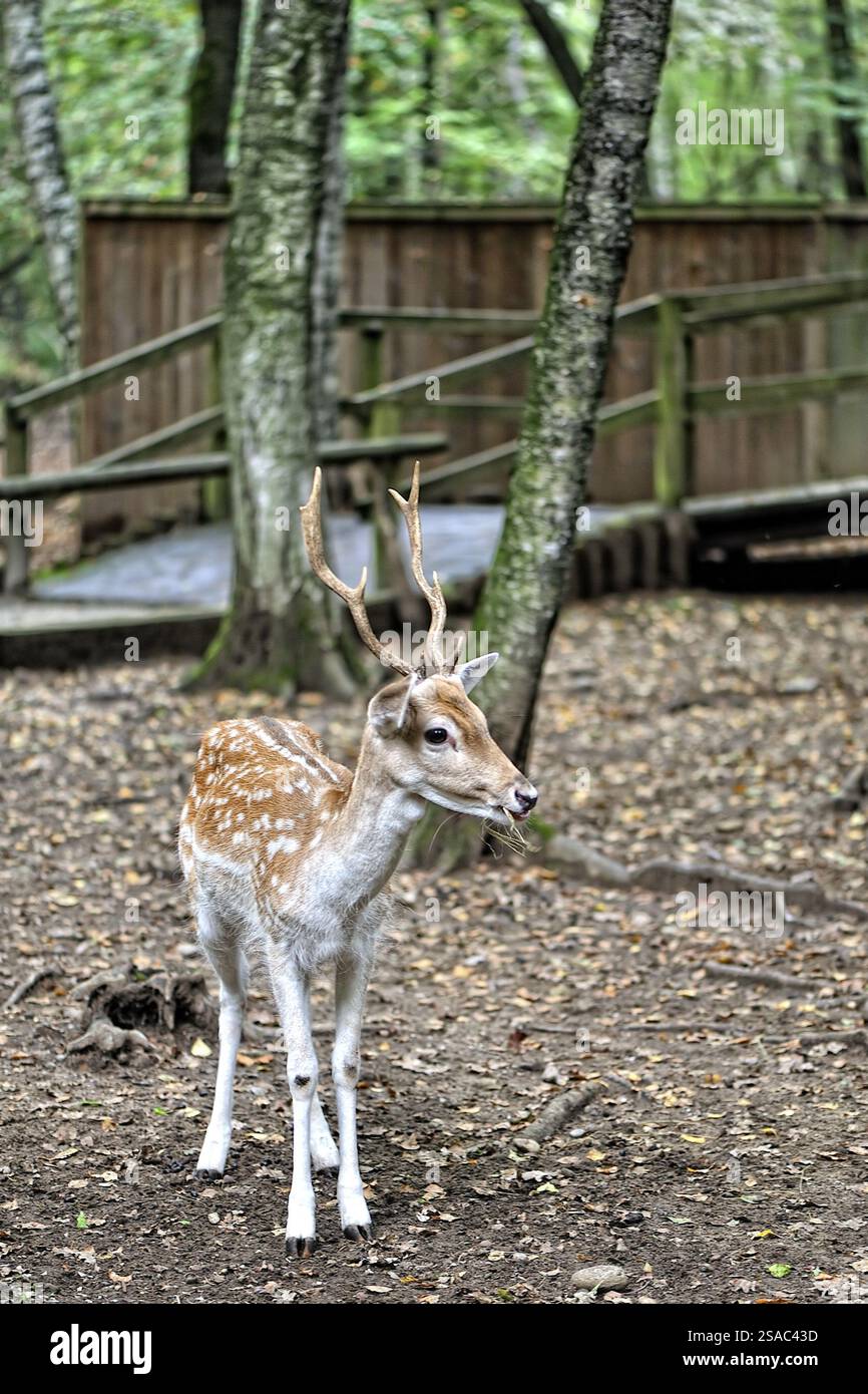 A fallow deer in the woods Stock Photo - Alamy