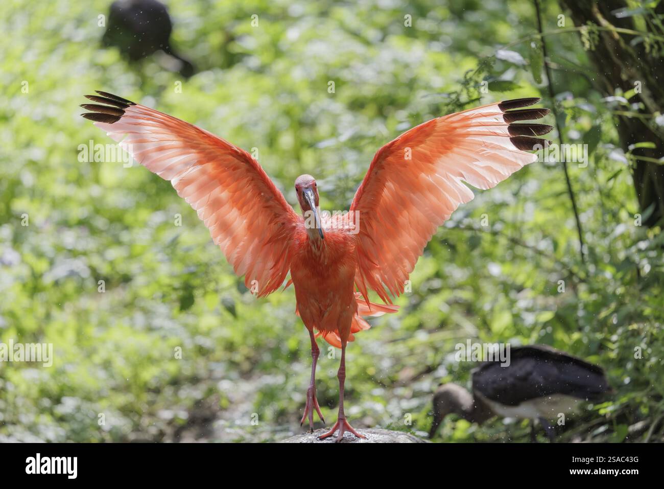 A scarlet ibis (Eudocimus ruber) stands on the riverbank and flaps its ...