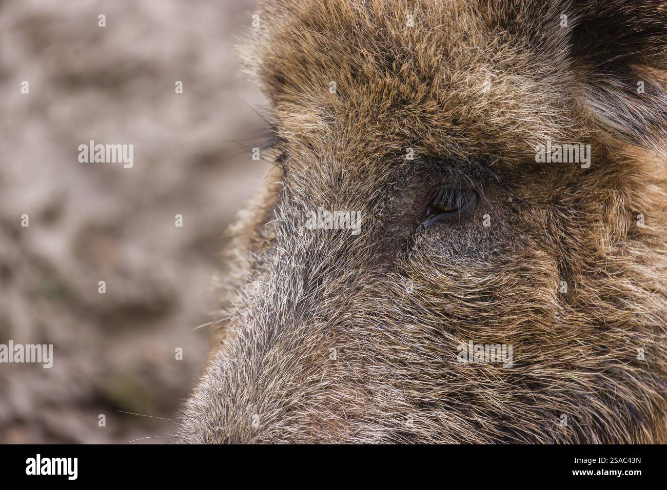 Portrait of a wild boar or wild pig (Sus scrofa Stock Photo - Alamy