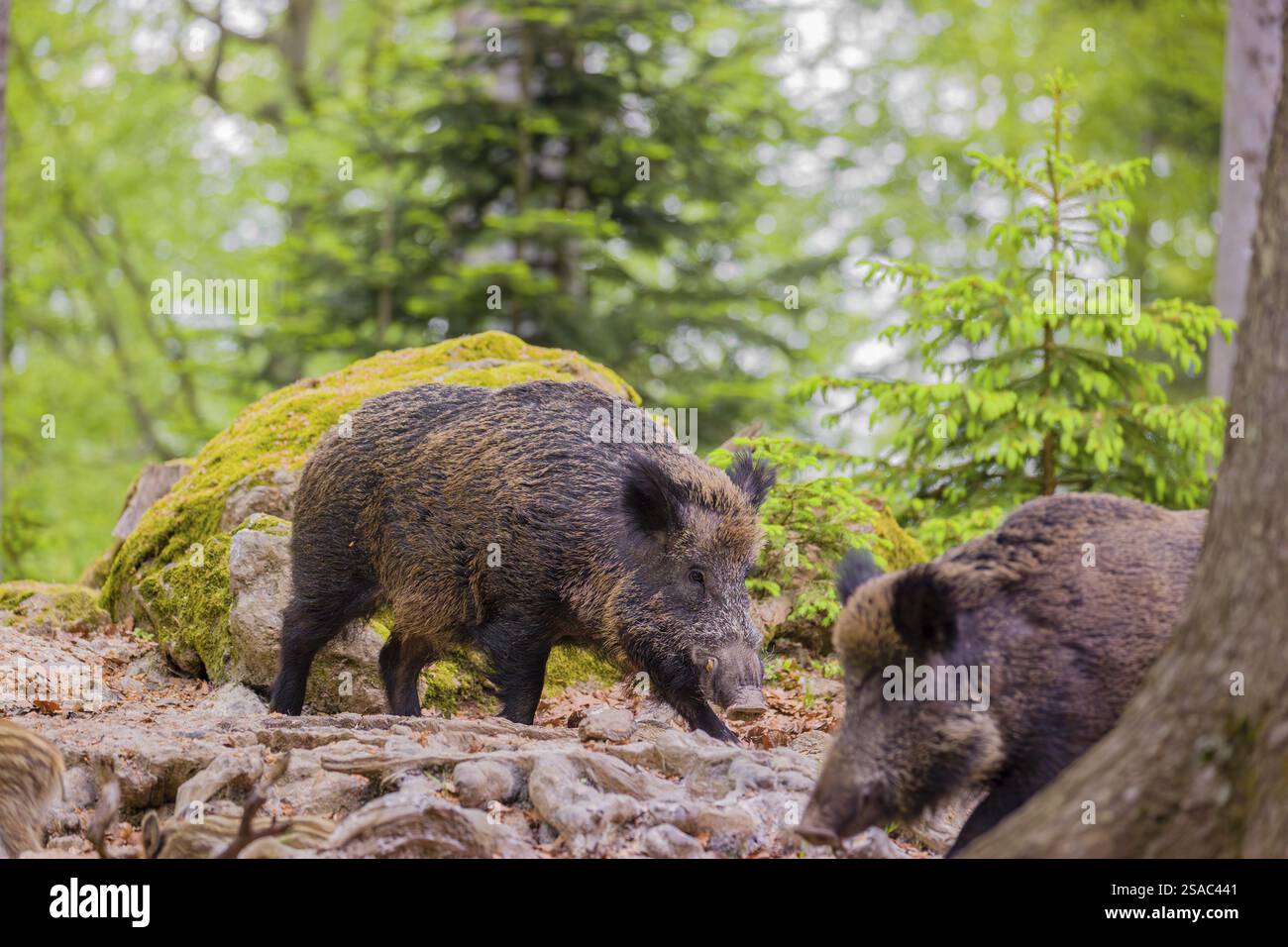 Wild boar (Sus scrofa) forages for food on the forest floor Stock Photo ...