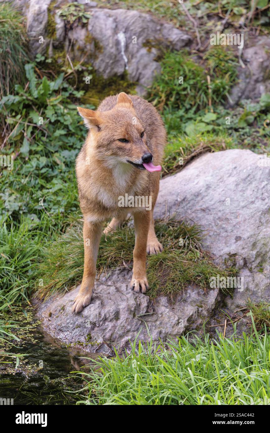 A golden jackal (Canis aureus) stands at a small puddle Stock Photo - Alamy