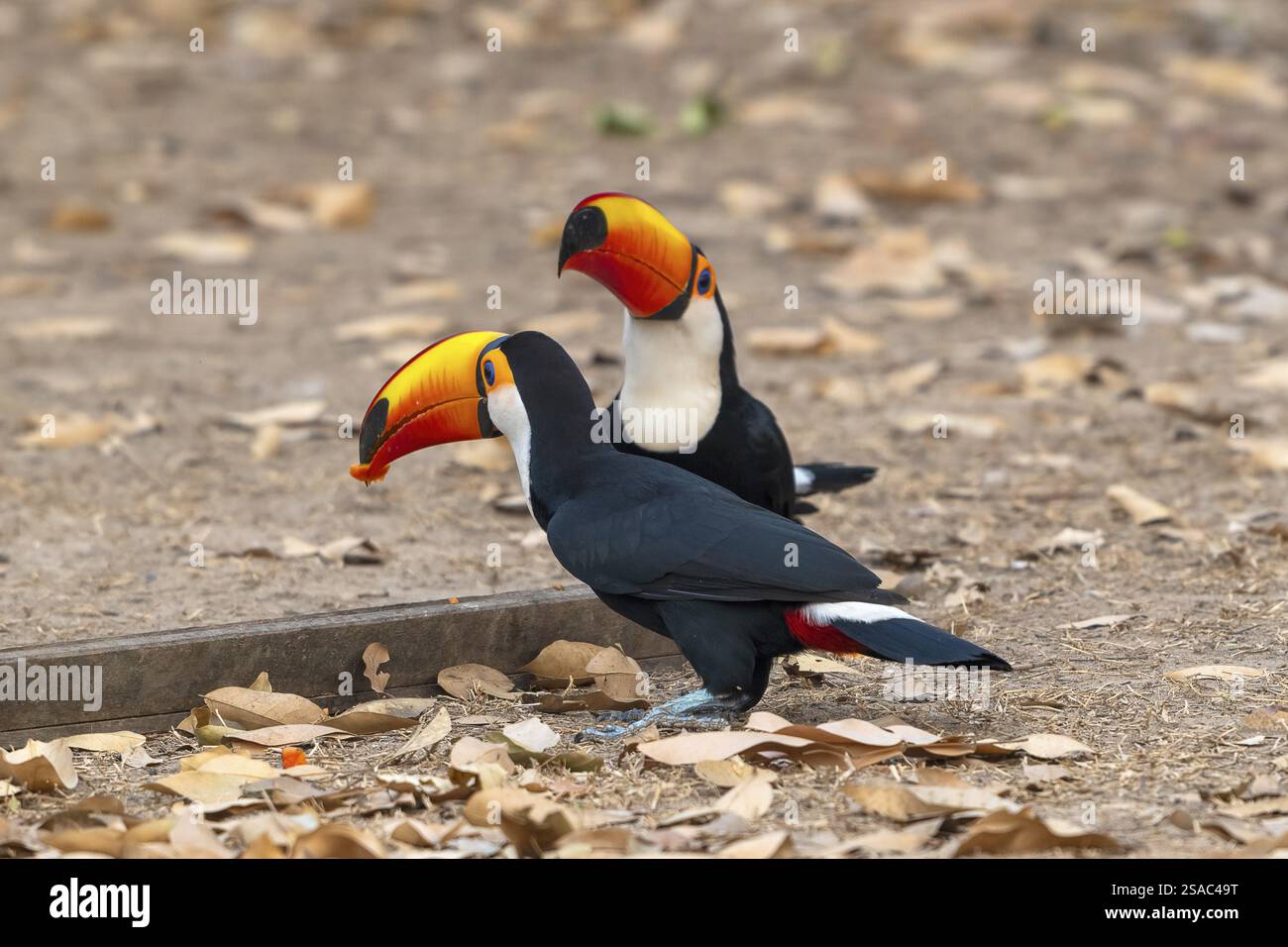 Giant toucan (Ramphastos toco), Pantanal, inland, wetland, UNESCO ...