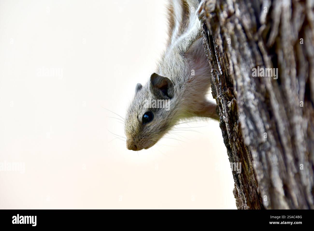 northern palm squirrel, five-striped palm squirrel, Nördliches ...