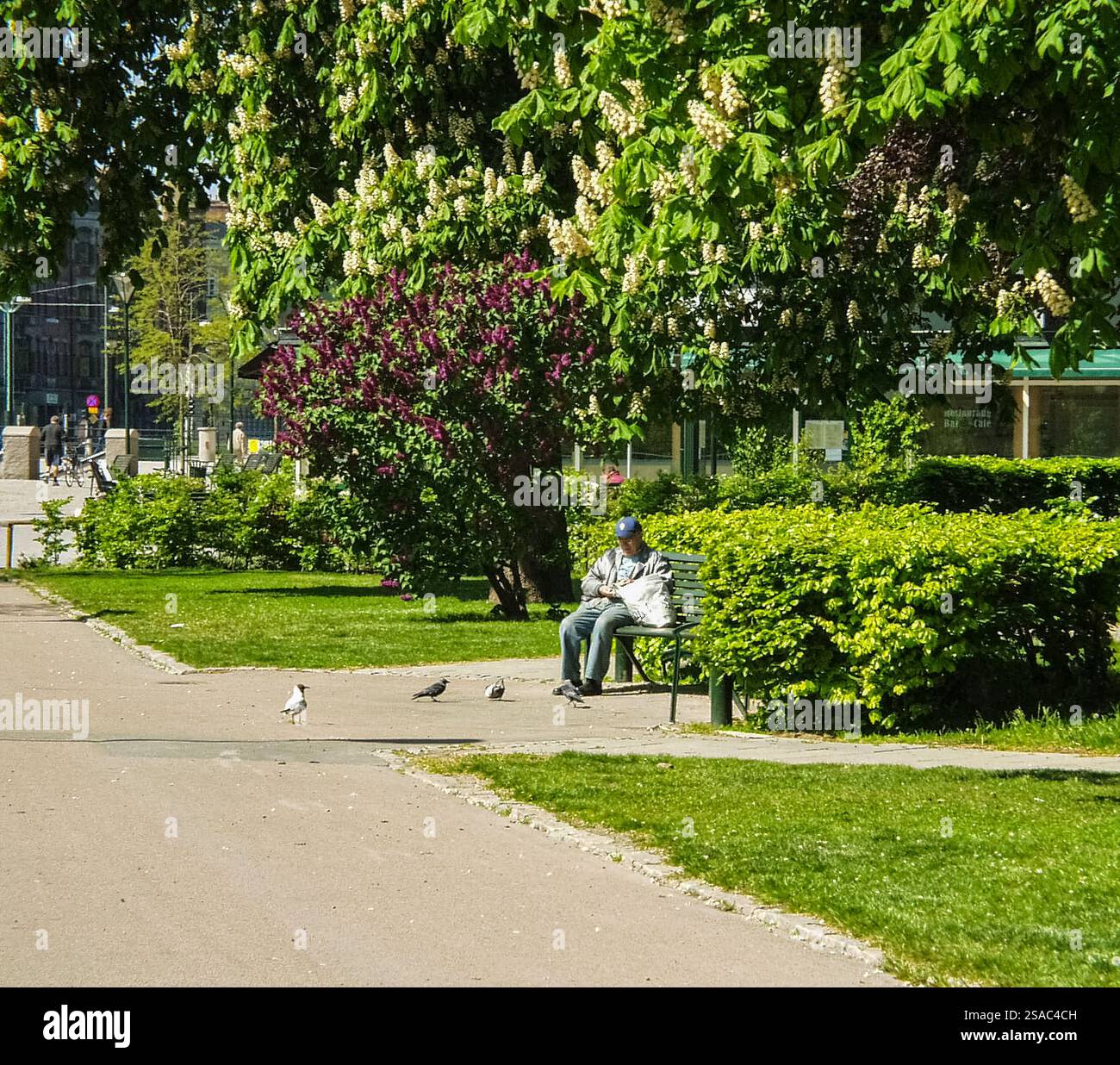 Man on bench feeding birds Stock Photo - Alamy