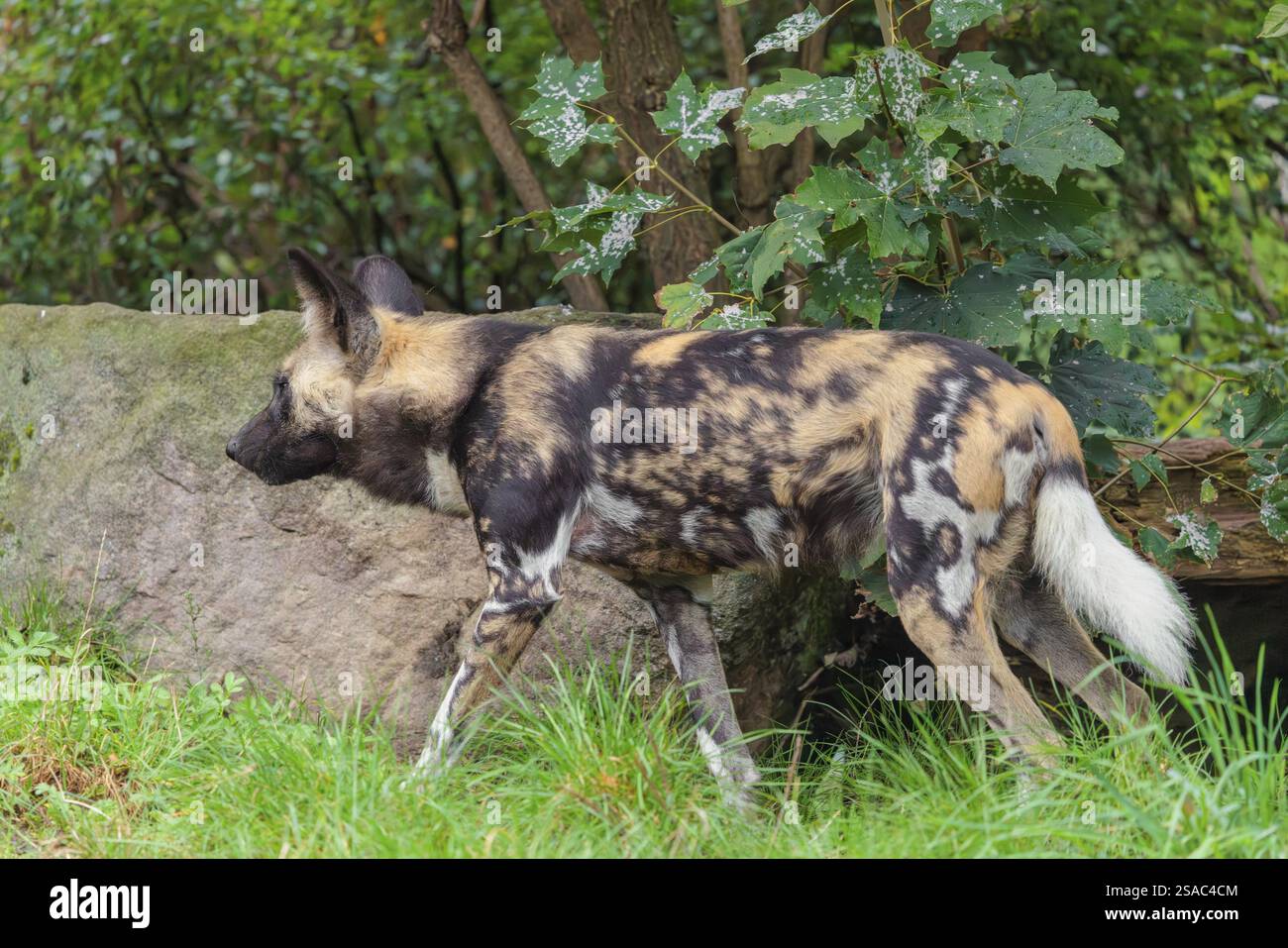 African wild dog, Lycaon pictus, running through the green vegetation ...