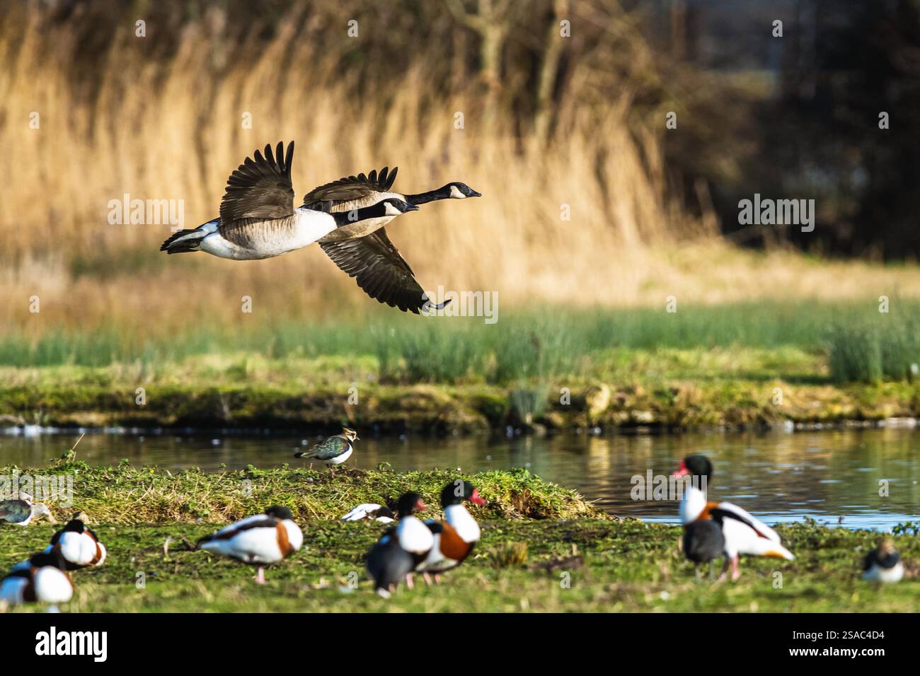 Canada Goose, Branta canadensis, birds in flight over winter marshes ...