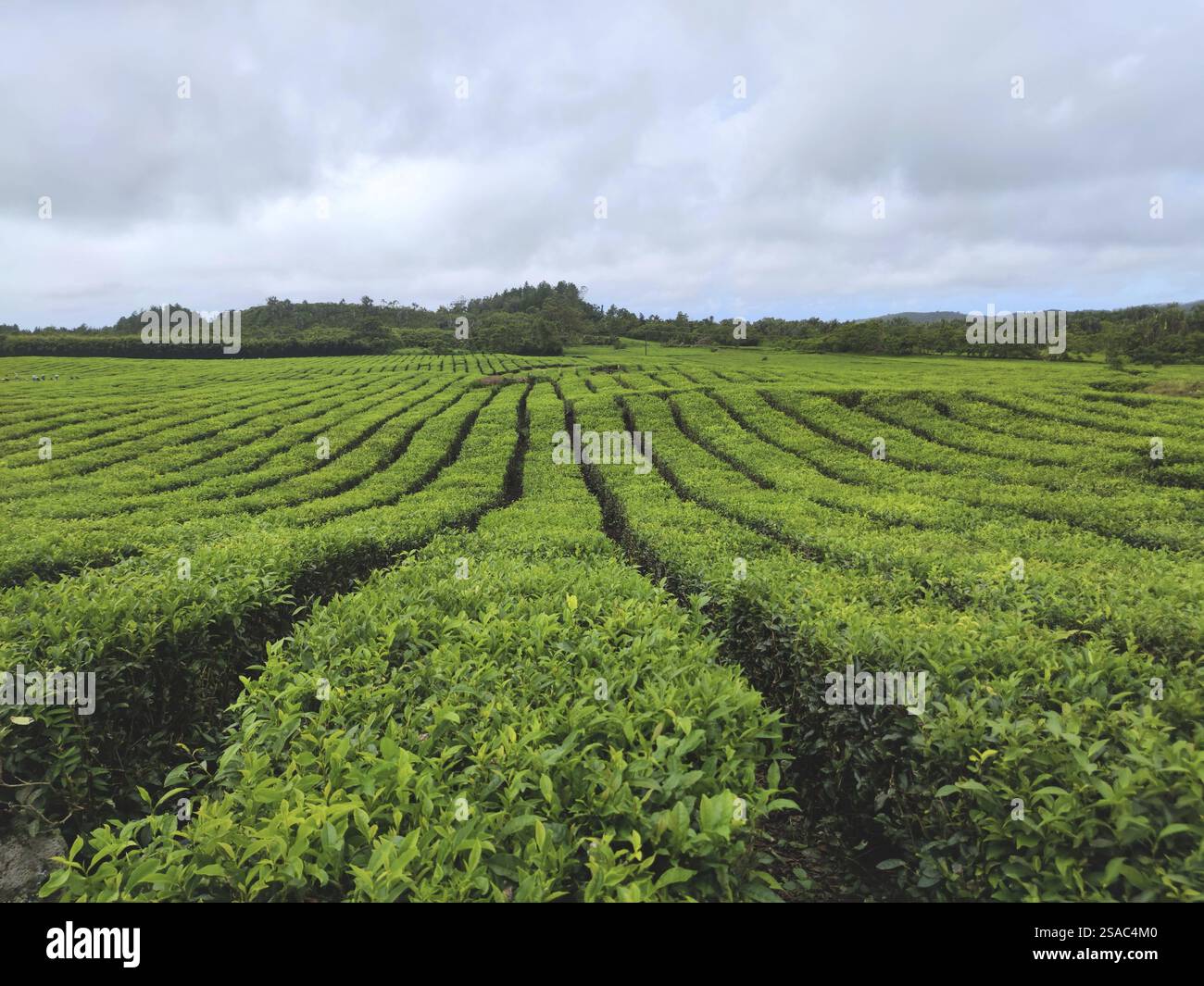 Tea plantation in Mauritius Stock Photo - Alamy