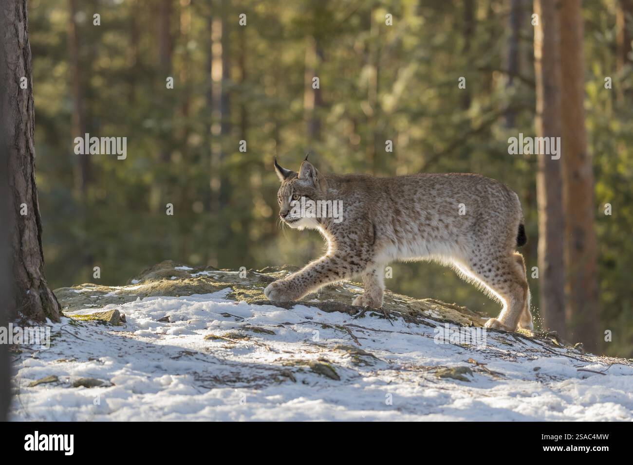 One young male Eurasian lynx, (Lynx lynx), walking over a snow covered ...