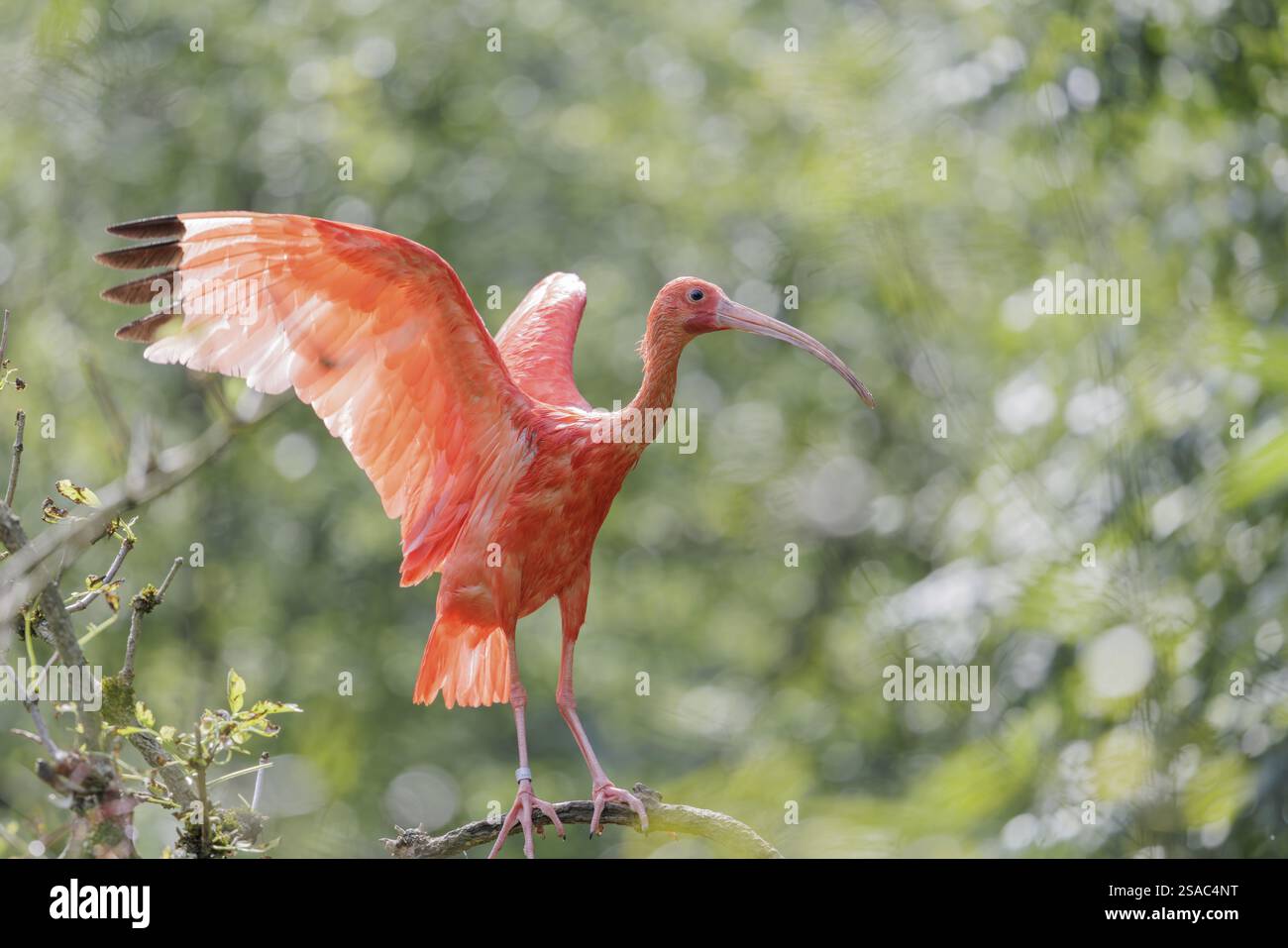 A scarlet ibis (Eudocimus ruber) stands on a twig in a tree and flaps ...