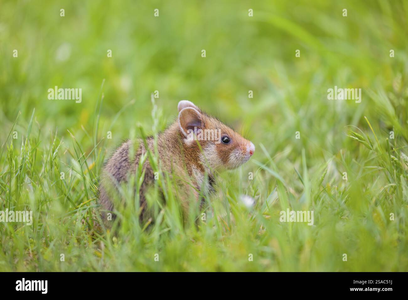 A European hamster (Cricetus cricetus), Eurasian hamster, black-bellied ...