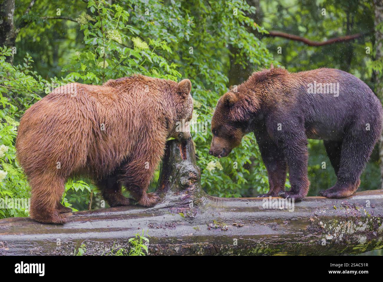 A male and a female Eurasian brown bear (Ursus arctos arctos) meet on a ...