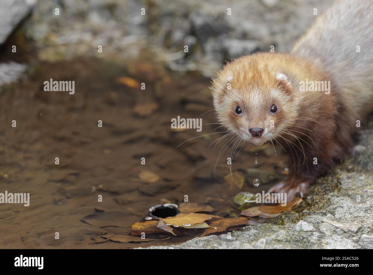 A female ferret (Mustela putorius furo) drinking from a little pond in ...