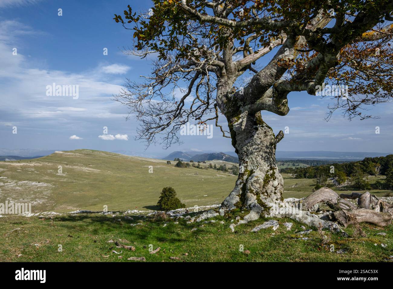 beech, Legaire Megalithic Park, Campas de Legaire, Álava, Basque ...