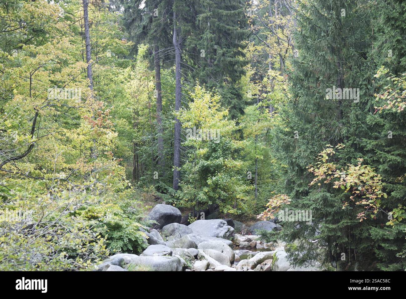 Jizera Mountains near Bad Flinsberg Stock Photo - Alamy