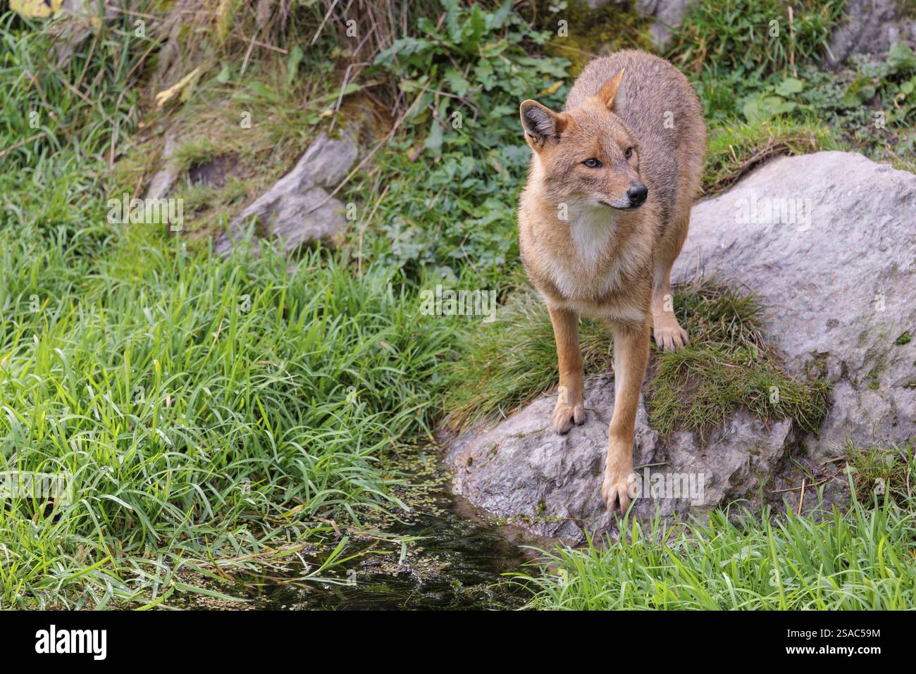 A golden jackal (Canis aureus) stands at a small puddle Stock Photo - Alamy