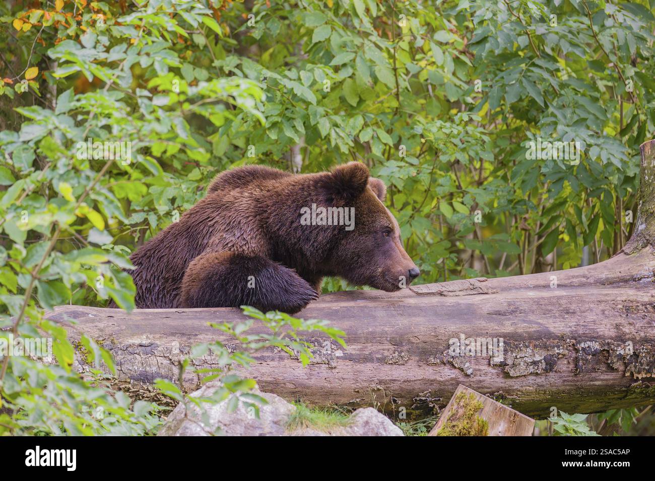 A young male Eurasian brown bear (Ursus arctos arctos) rests on a ...