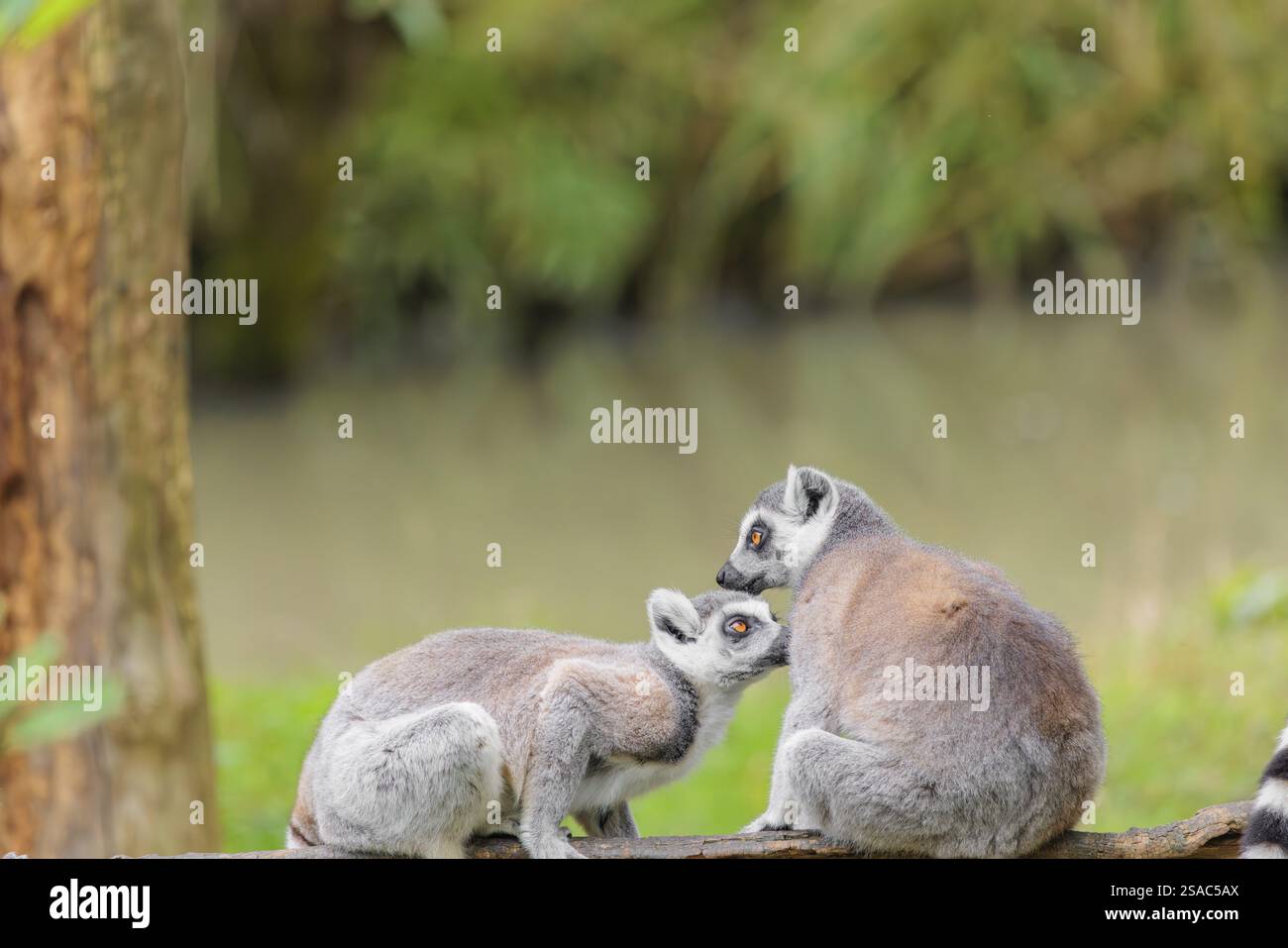 Two ring-tailed lemurs (Lemur catta) sit on a rotten tree lying on the ground and one grooms the ...